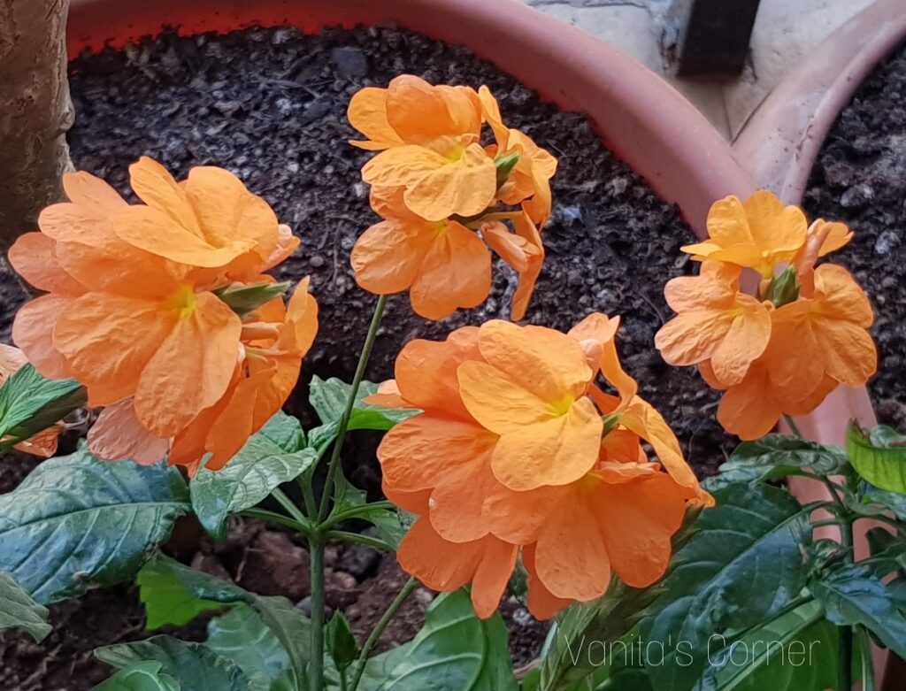 Aboli | Crossandra - Vanita's Corner