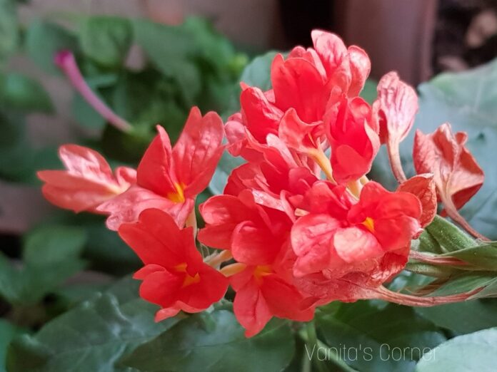 Aboli | Crossandra - Vanita's Corner
