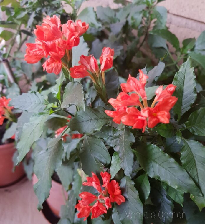 Aboli | Crossandra - Vanita's Corner