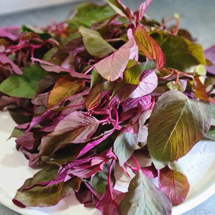 Red Amaranth leaves Pachadi | How to make Amaranth leaves Pachadi ...